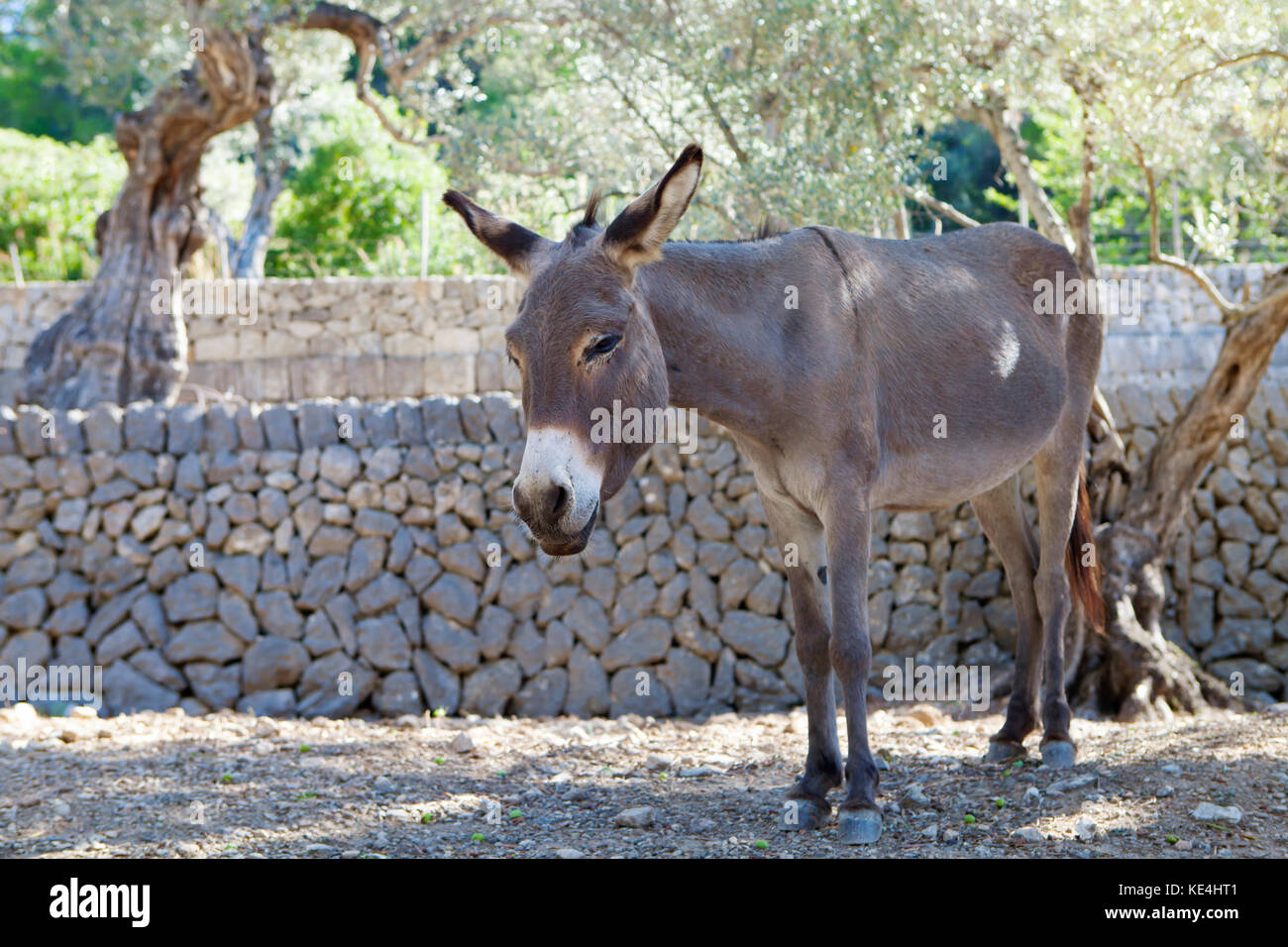 Donkey in olive grove in Majorca, Spain Stock Photo - Alamy