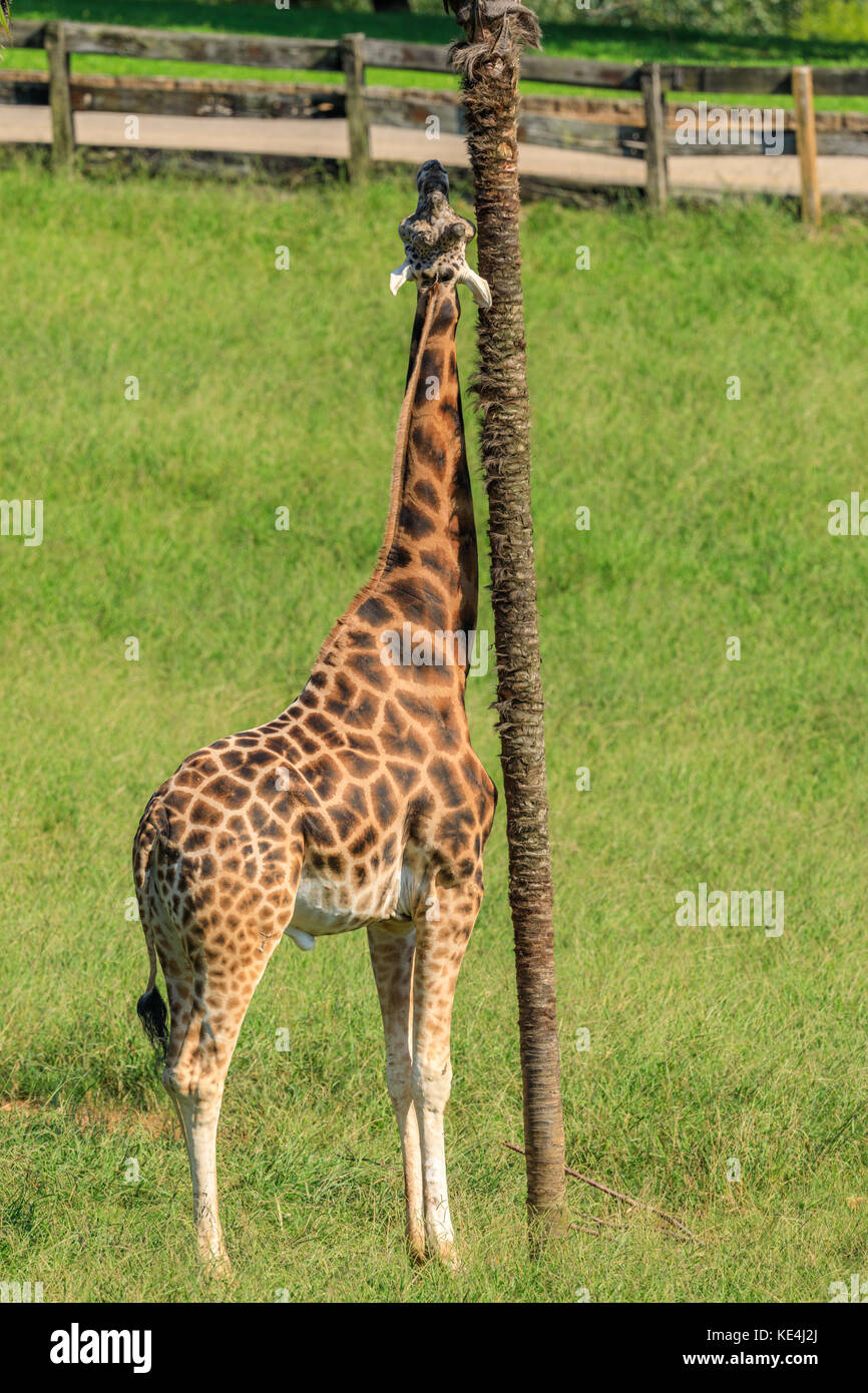 Masai giraffe skin pattern hi-res stock photography and images - Alamy
