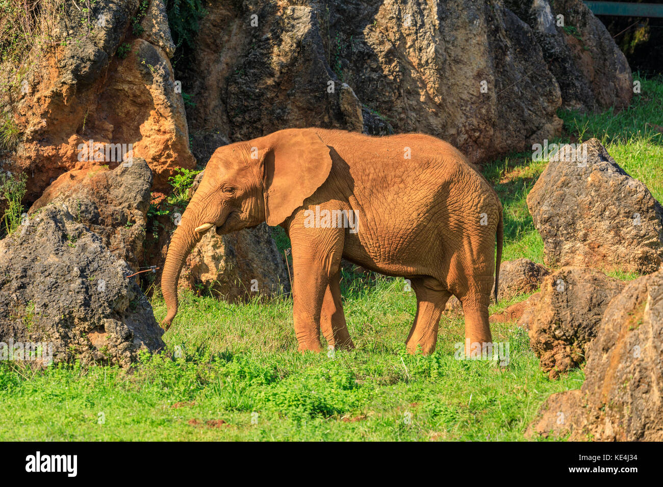 India sunset grass silhouette hi-res stock photography and images - Alamy