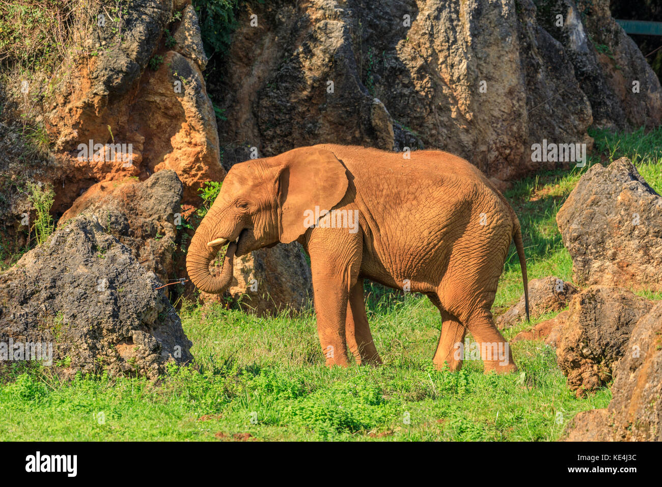 Elephant at sunset Stock Photo - Alamy
