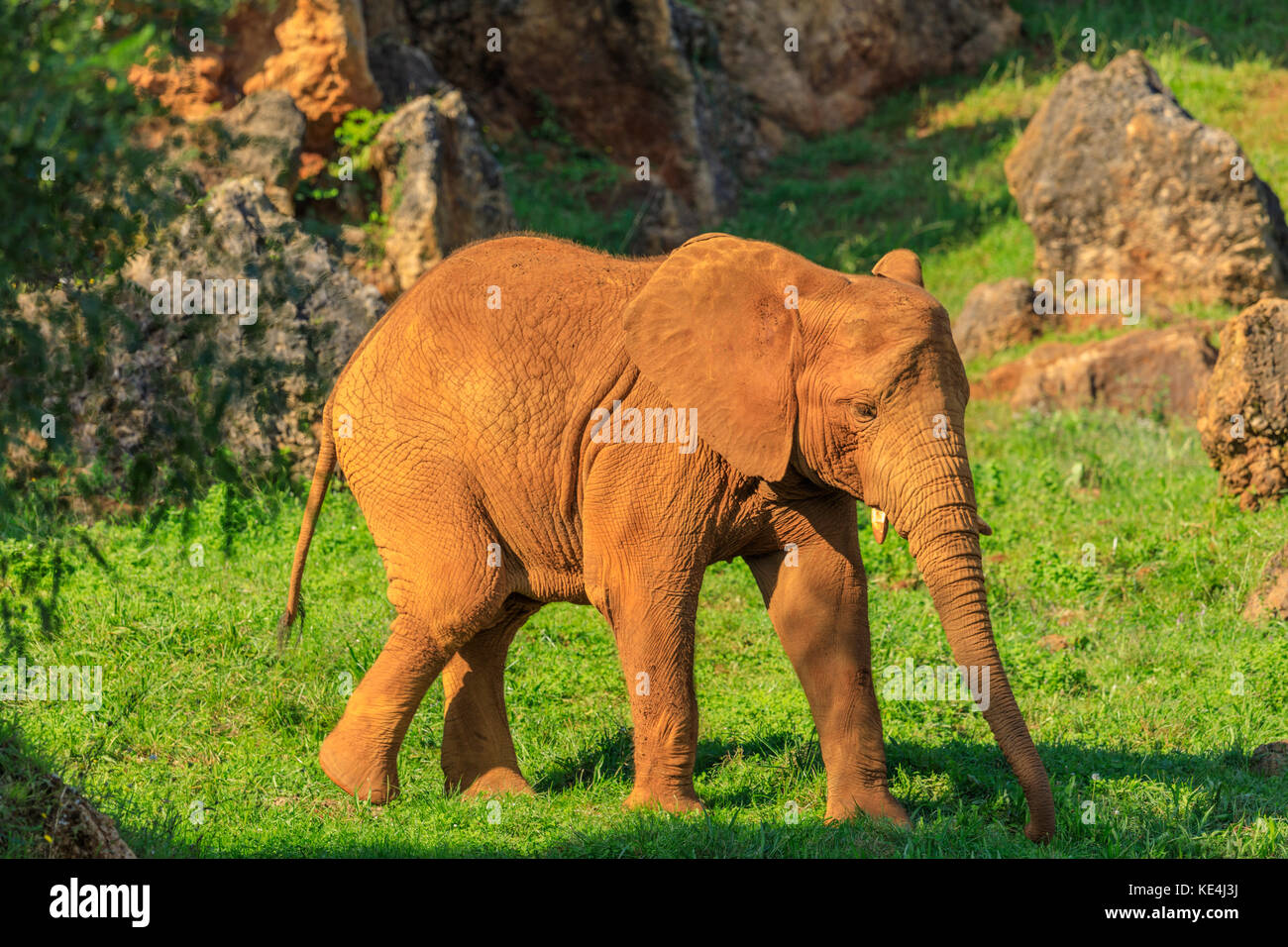 Elephant safari india evening hi-res stock photography and images - Alamy