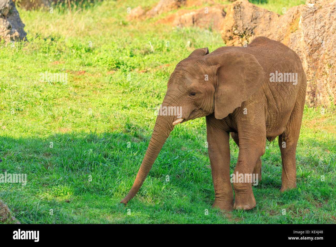 Elephant at sunset Stock Photo - Alamy