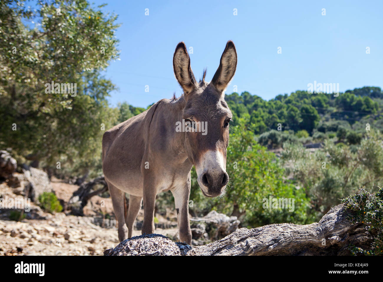 Donkey in olive grove in Majorca, Spain Stock Photo - Alamy