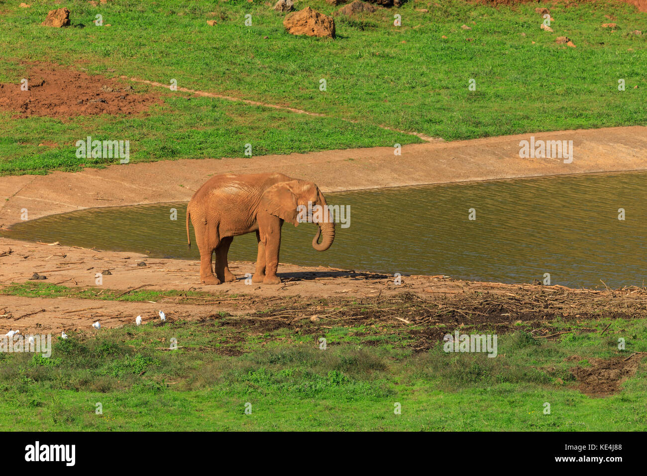 Elephant at sunset Stock Photo - Alamy