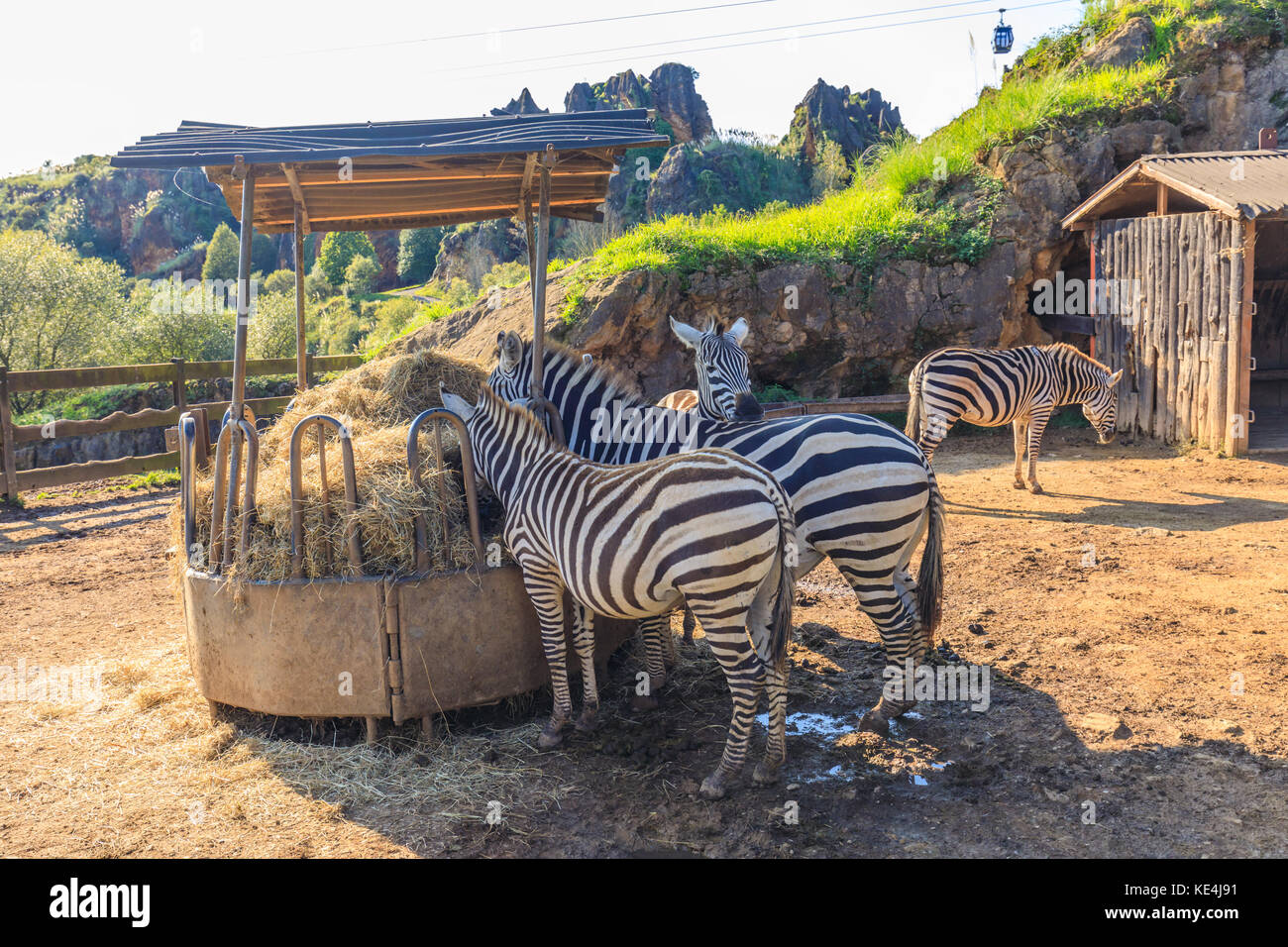 Zebra Who Eats From The Trough, Cabarceno Natural Park, Spain Stock ...