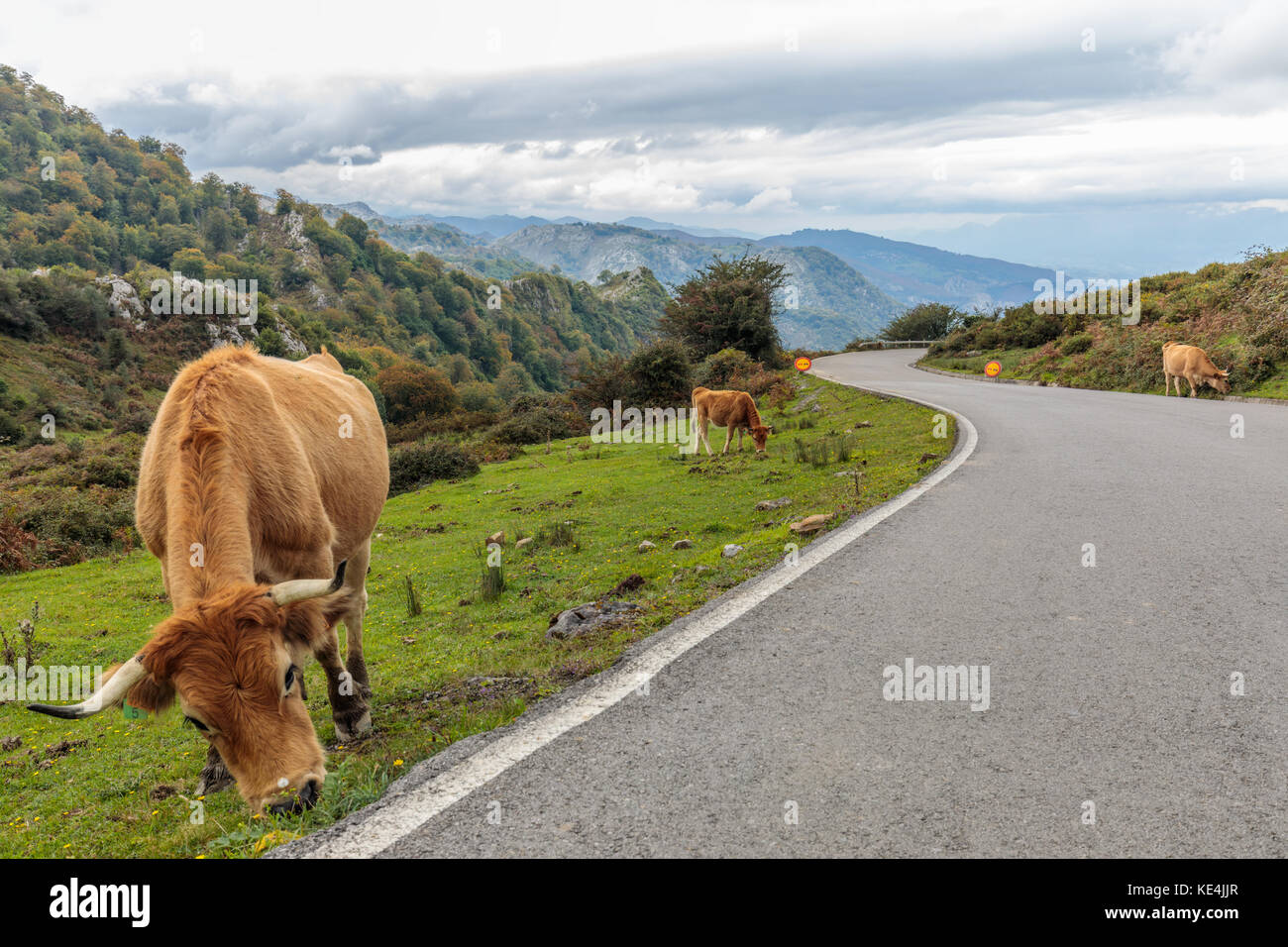 Cows in the pass, Spain Stock Photo - Alamy
