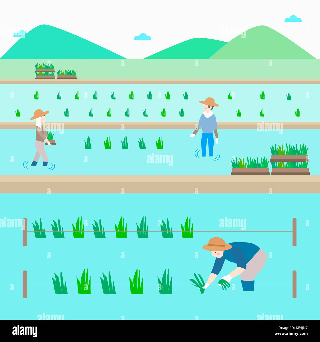 Farmers transplanting rices in illustration Stock Photo - Alamy