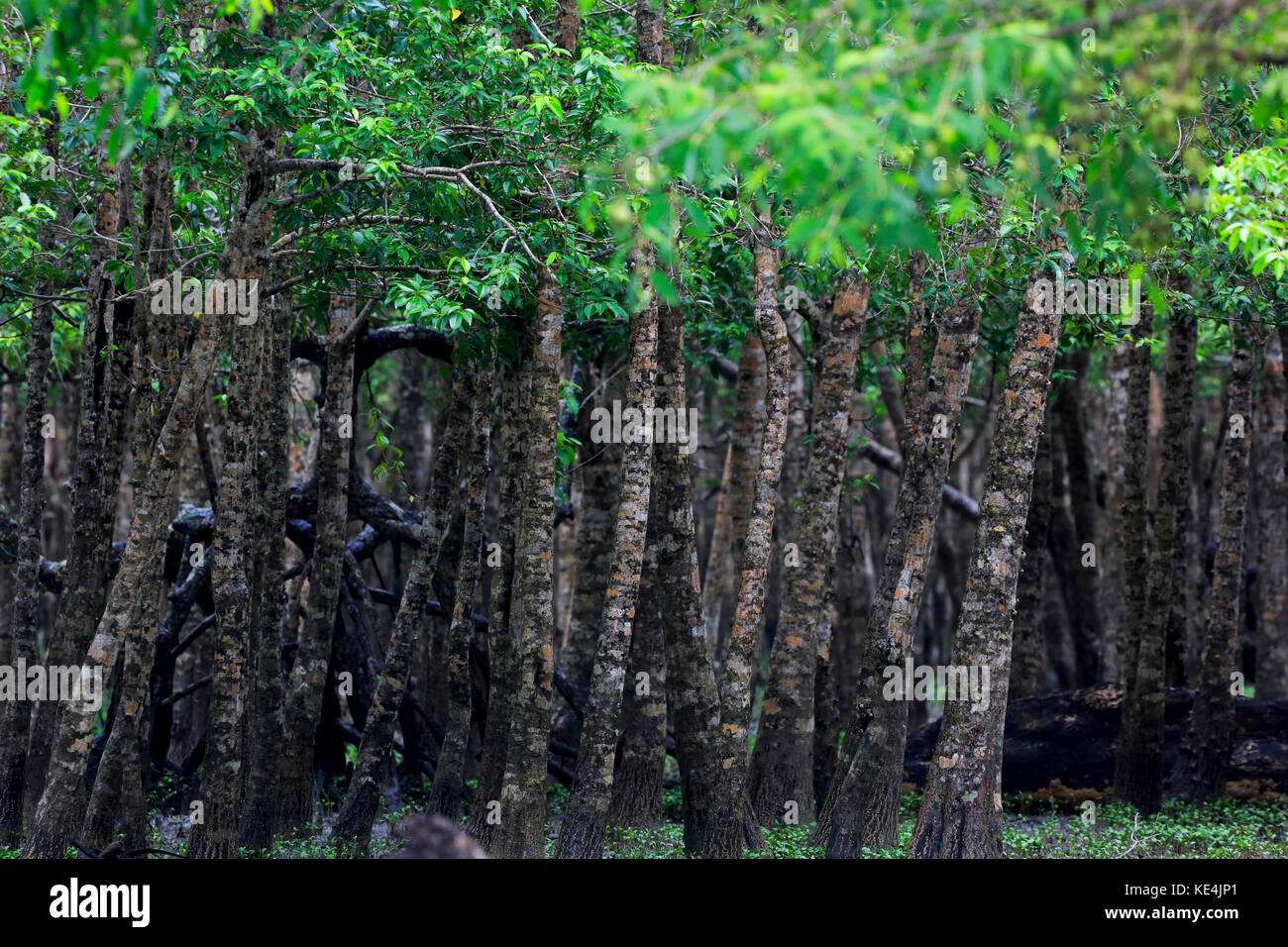 Gewa trees at the World largest mangrove forest Sundarbans, famous for ...