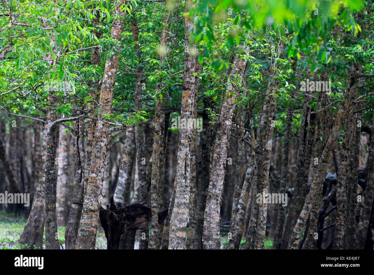 Gewa trees at the World largest mangrove forest Sundarbans, famous for ...