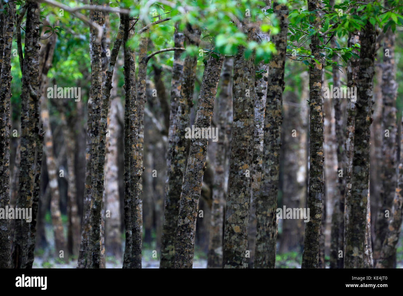 Gewa trees at the World largest mangrove forest Sundarbans, famous for ...