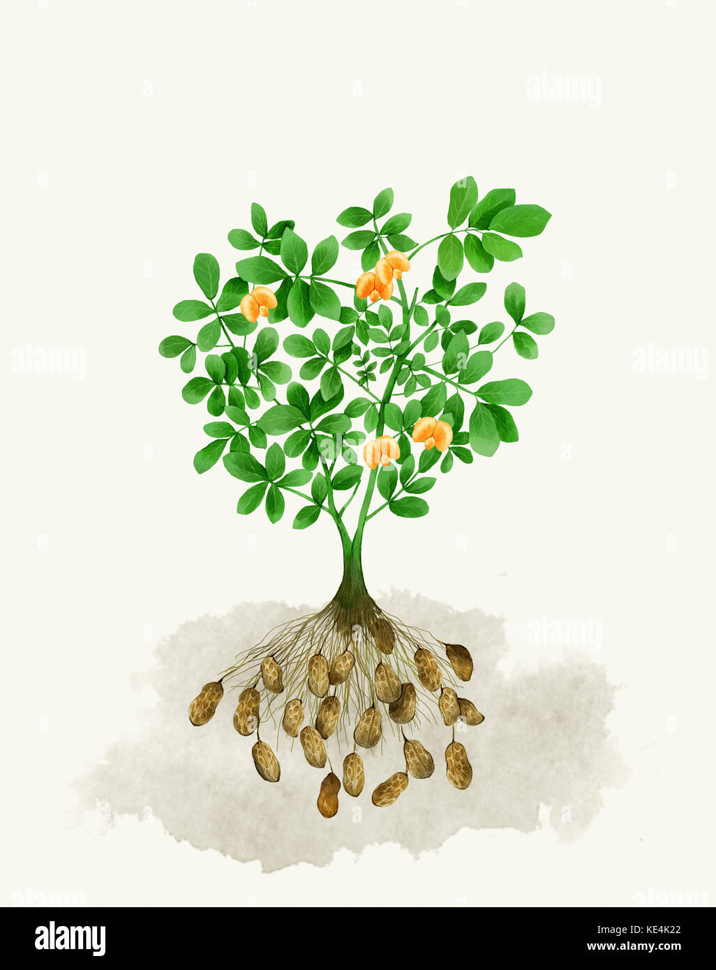 Miniature painting of peanut plant Stock Photo - Alamy