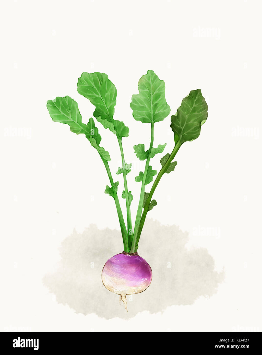 Miniature painting of turnip Stock Photo - Alamy