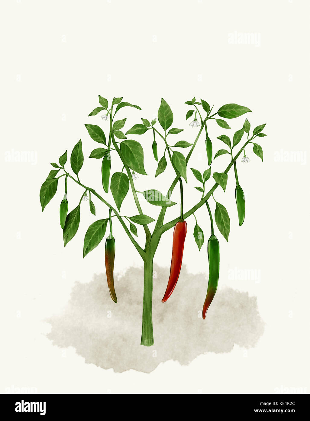 Miniature painting of pepper plants Stock Photo - Alamy
