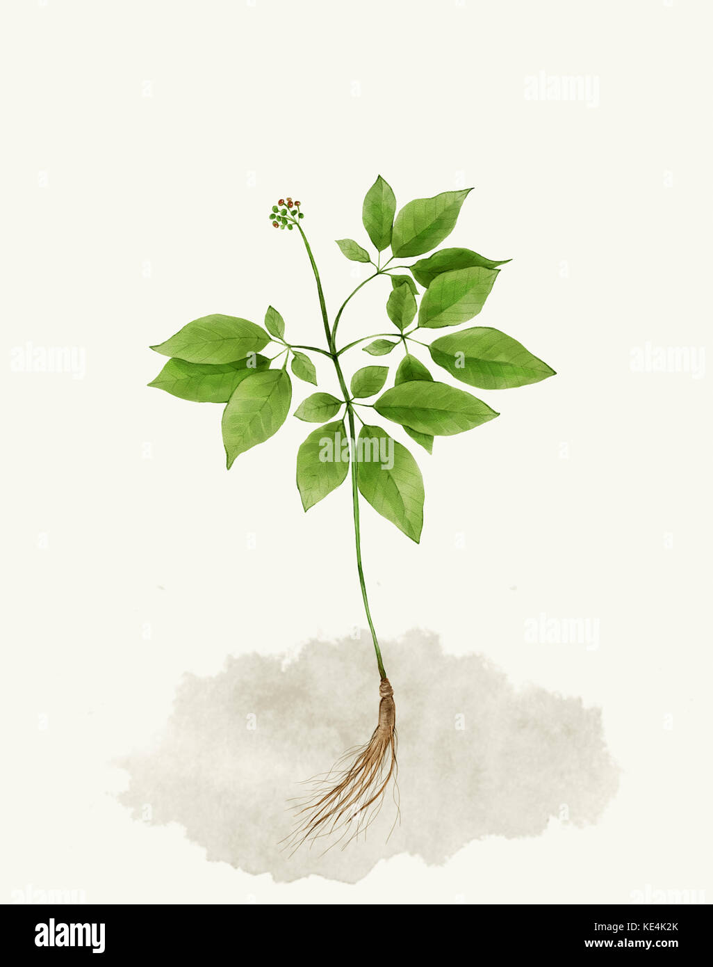 Miniature painting of wild ginseng Stock Photo - Alamy