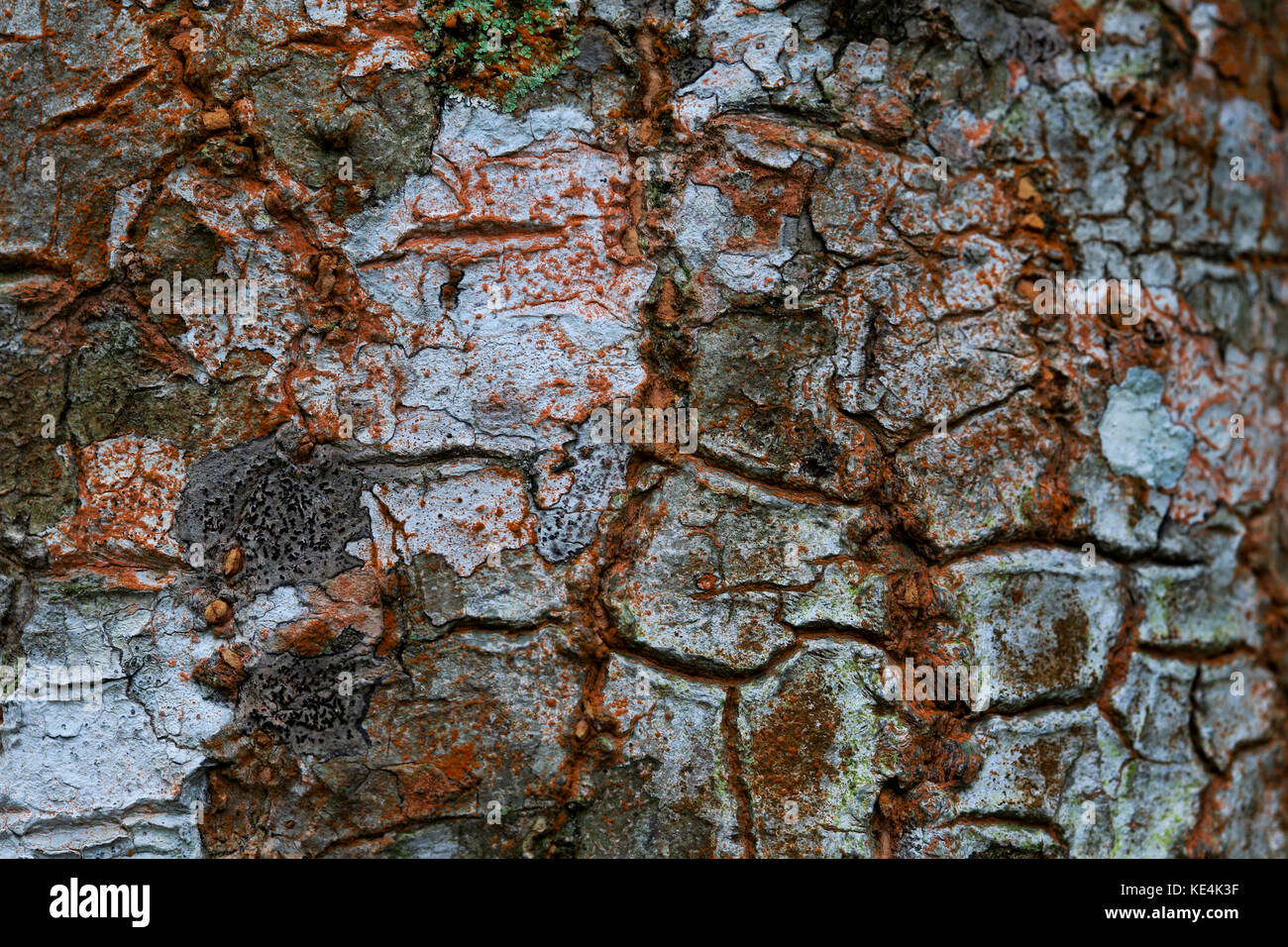 Close-up view of tree skin at Sundarbans, the world largest mangrove ...