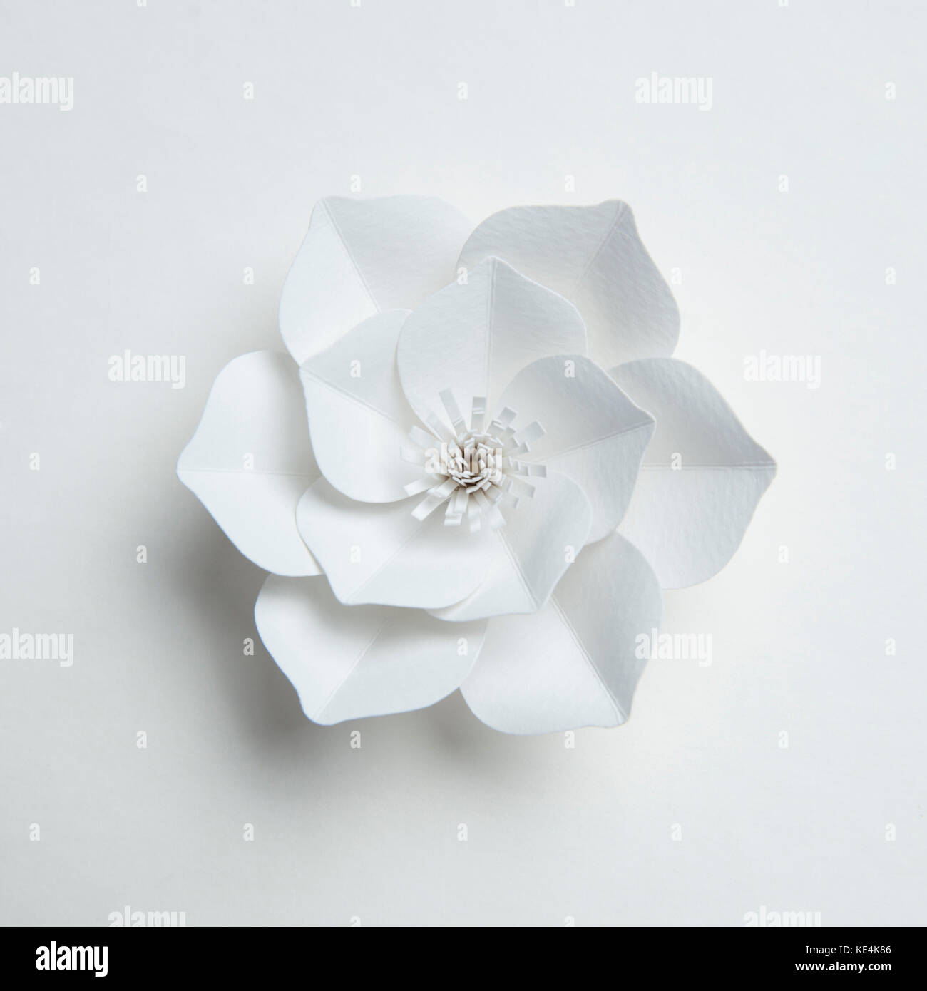One white flower, paper artwork Stock Photo - Alamy