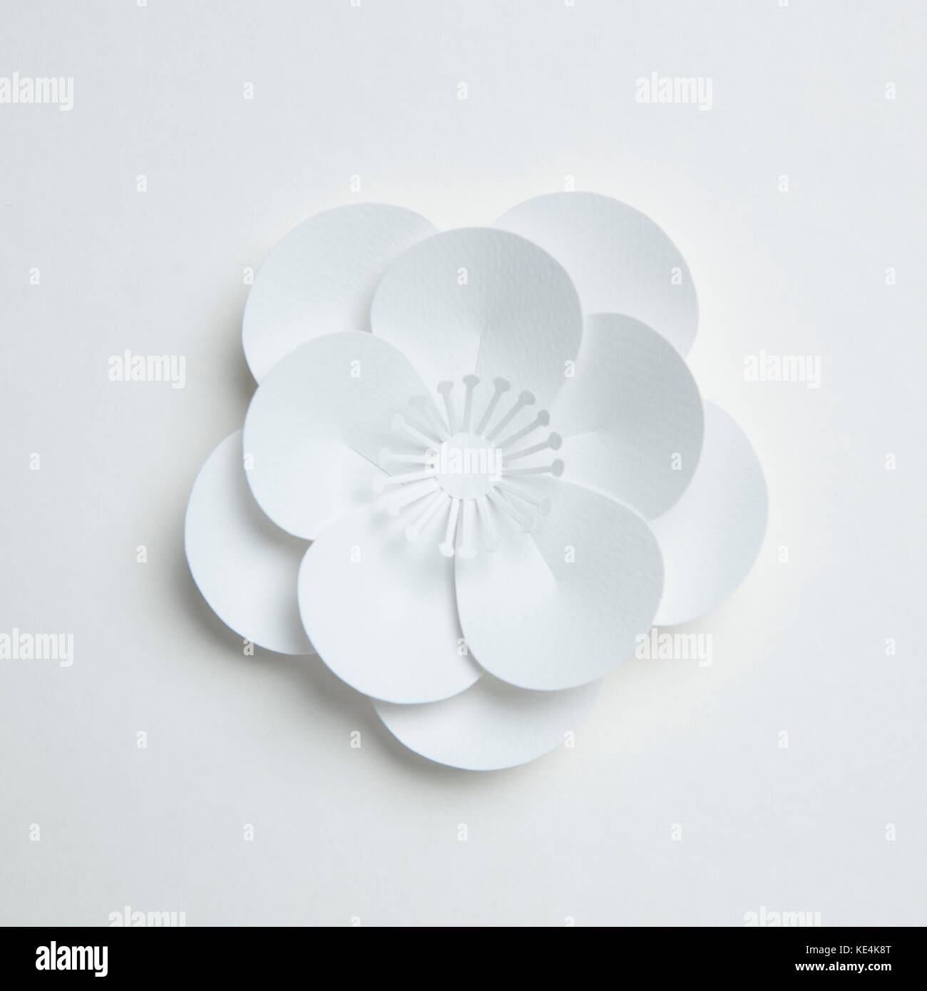 One white flower, paper artwork Stock Photo - Alamy