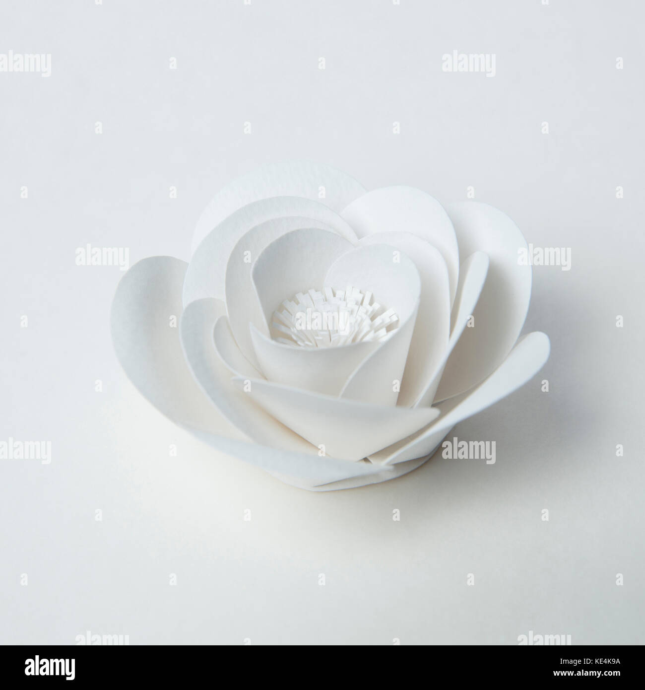 One white flower, paper artwork Stock Photo - Alamy