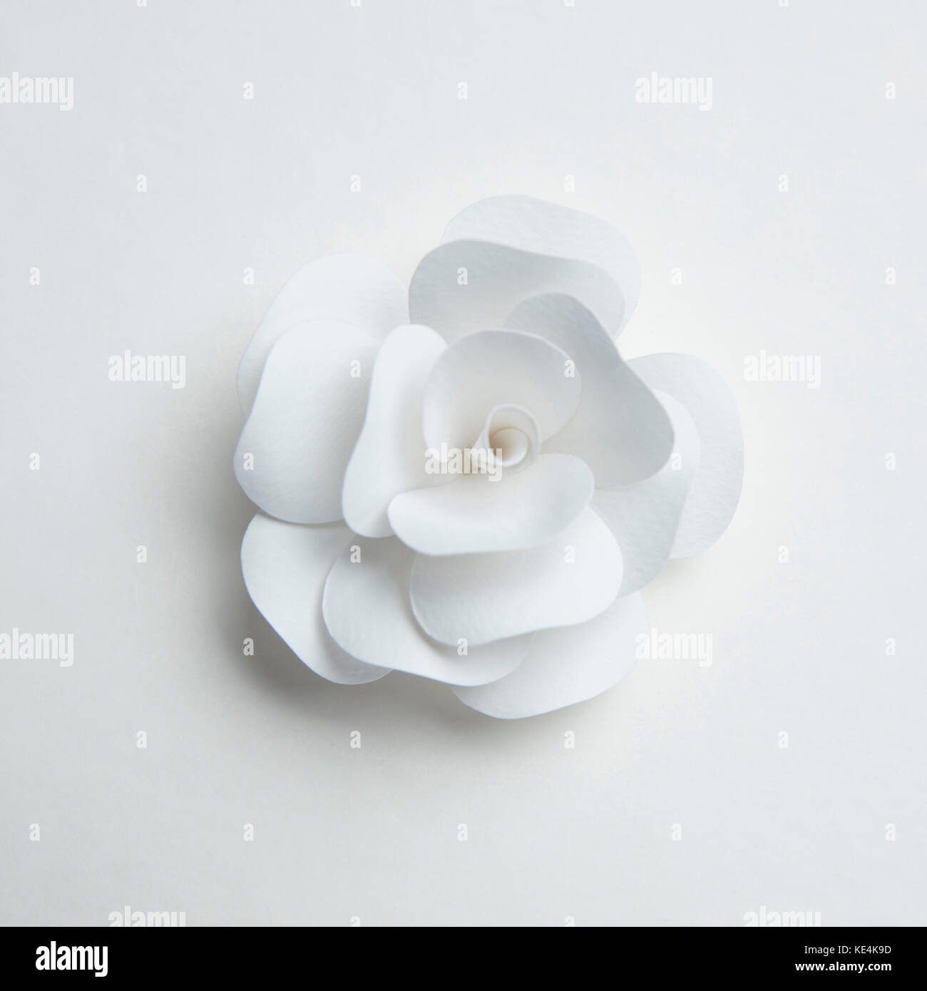 One white flower, paper artwork Stock Photo - Alamy