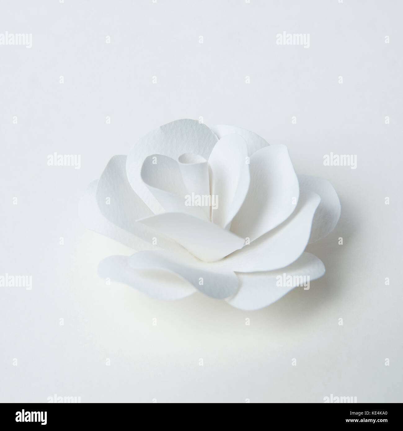 One white flower, paper artwork Stock Photo - Alamy