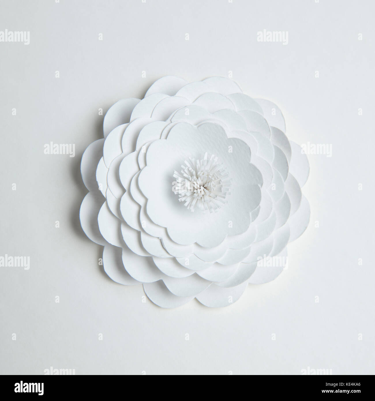One white flower, paper artwork Stock Photo - Alamy