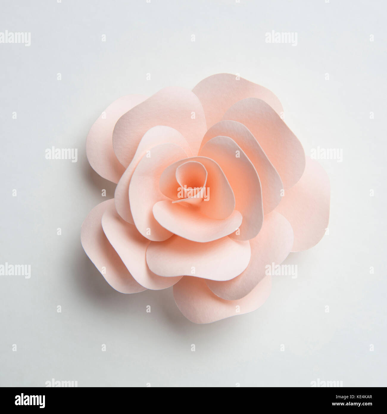 One pink rose flower, paper artwork Stock Photo - Alamy