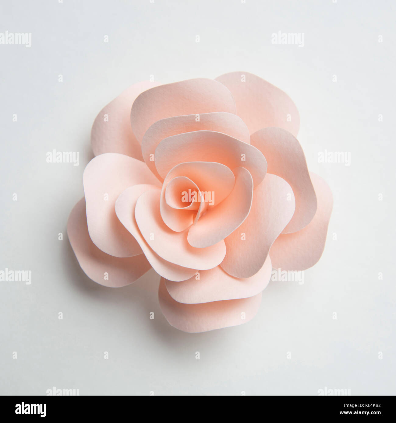 One pink rose flower, paper artwork Stock Photo - Alamy