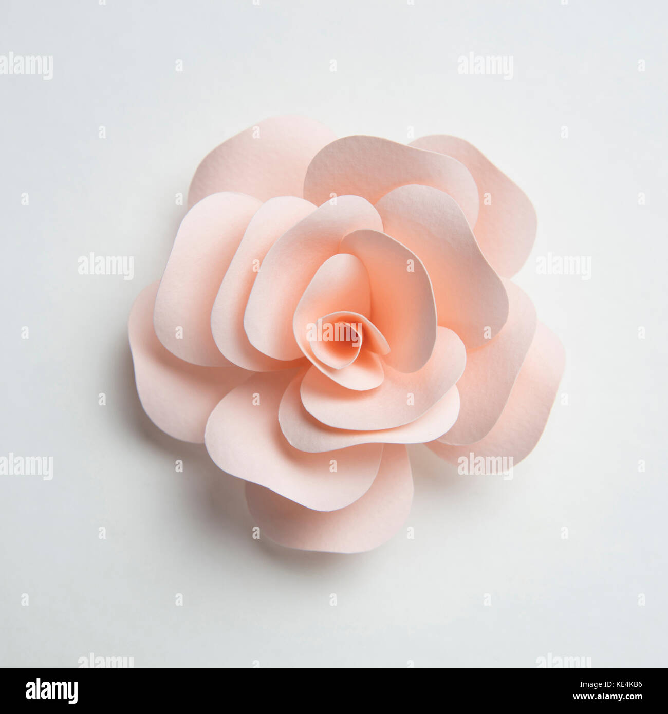 One pink rose flower, paper artwork Stock Photo - Alamy