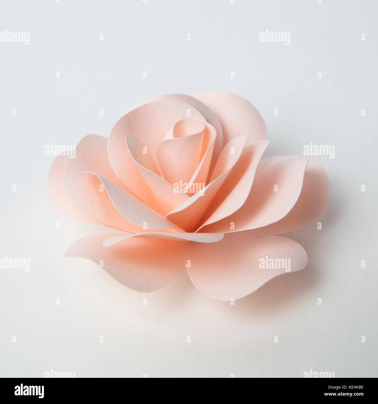 One pink rose flower, paper artwork Stock Photo - Alamy