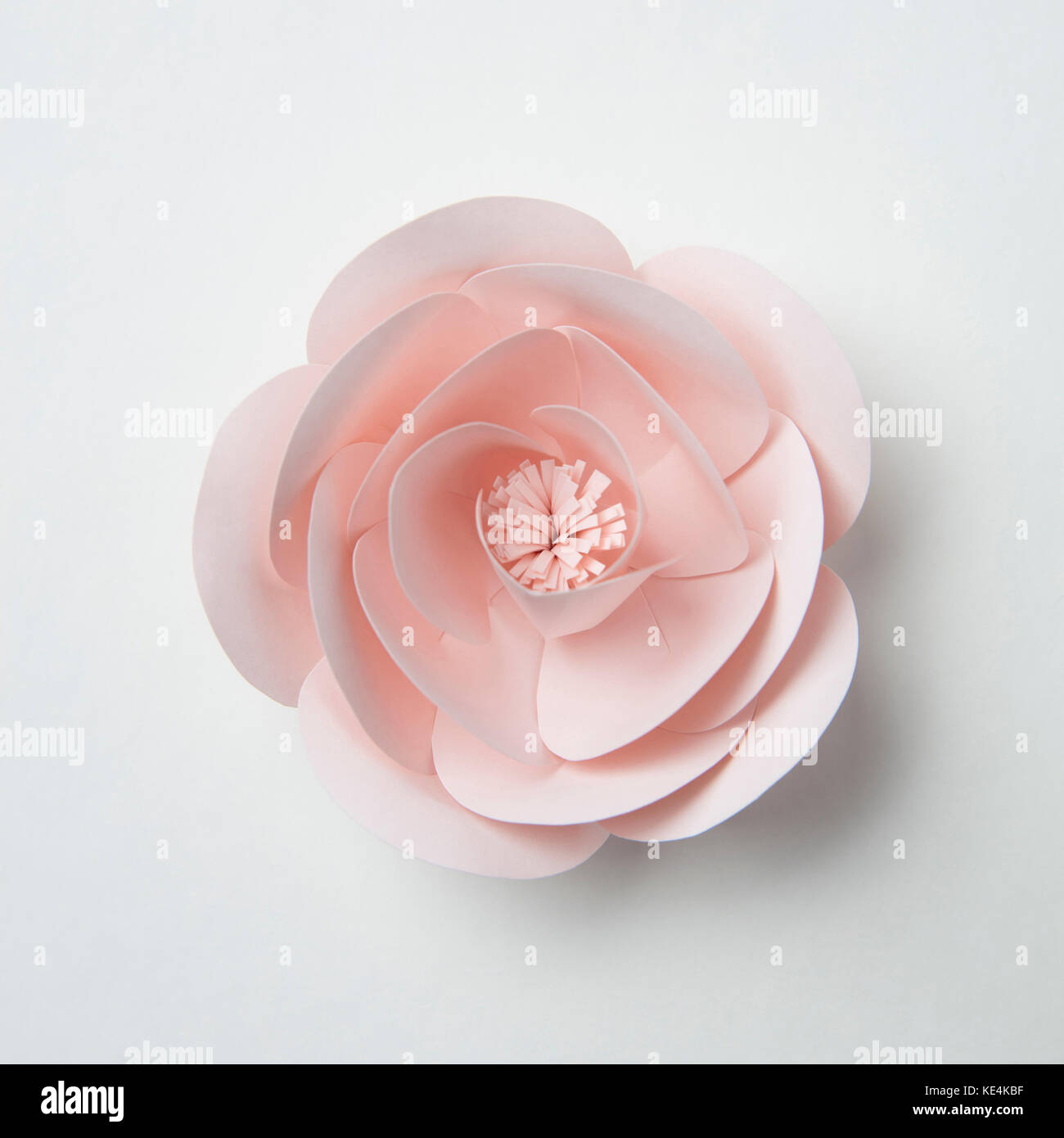 One pink flower, paper artwork Stock Photo - Alamy