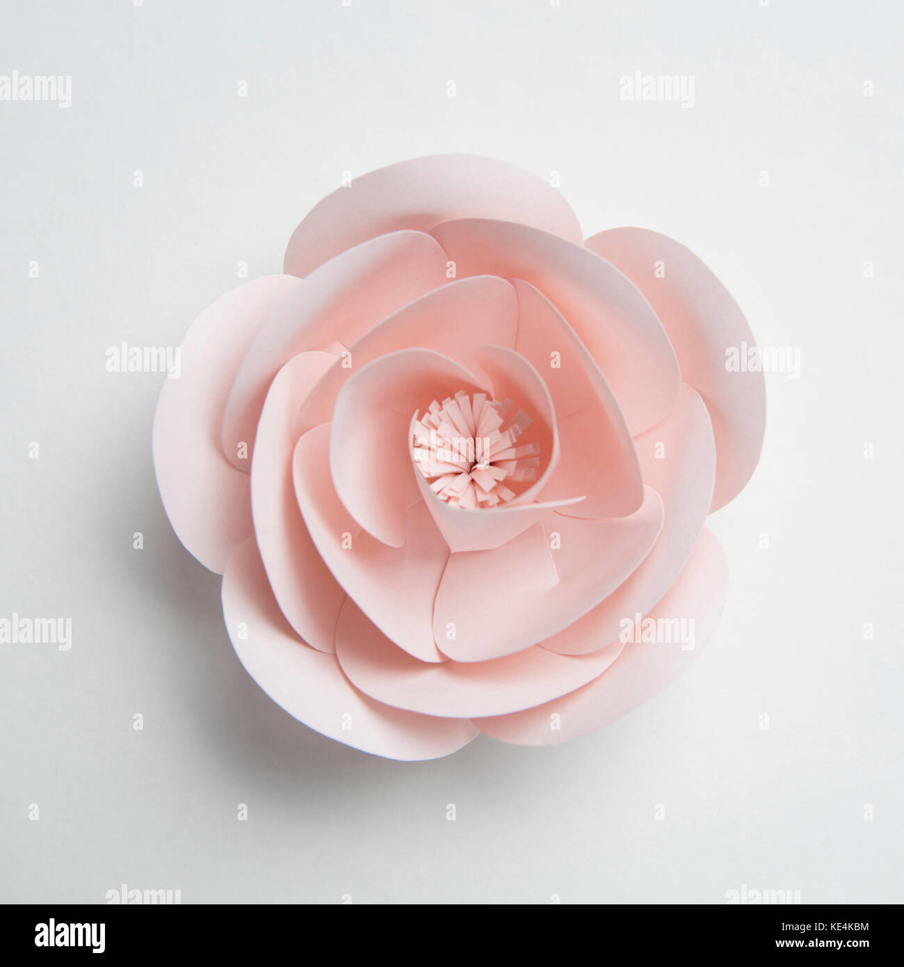 One pink flower, paper artwork Stock Photo - Alamy