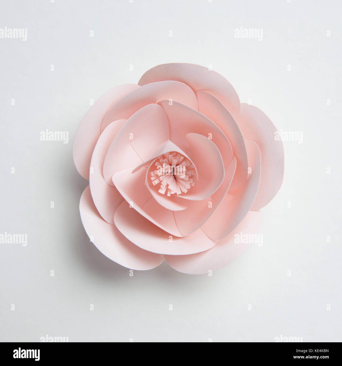 One pink flower, paper artwork Stock Photo - Alamy