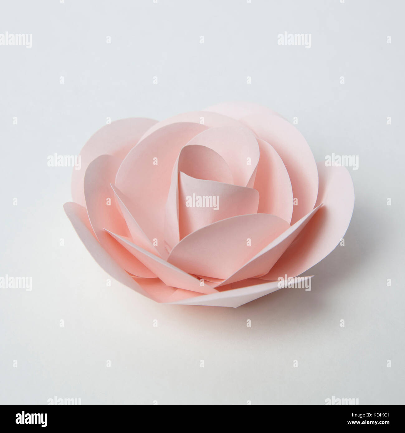 One pink flower, paper artwork Stock Photo - Alamy