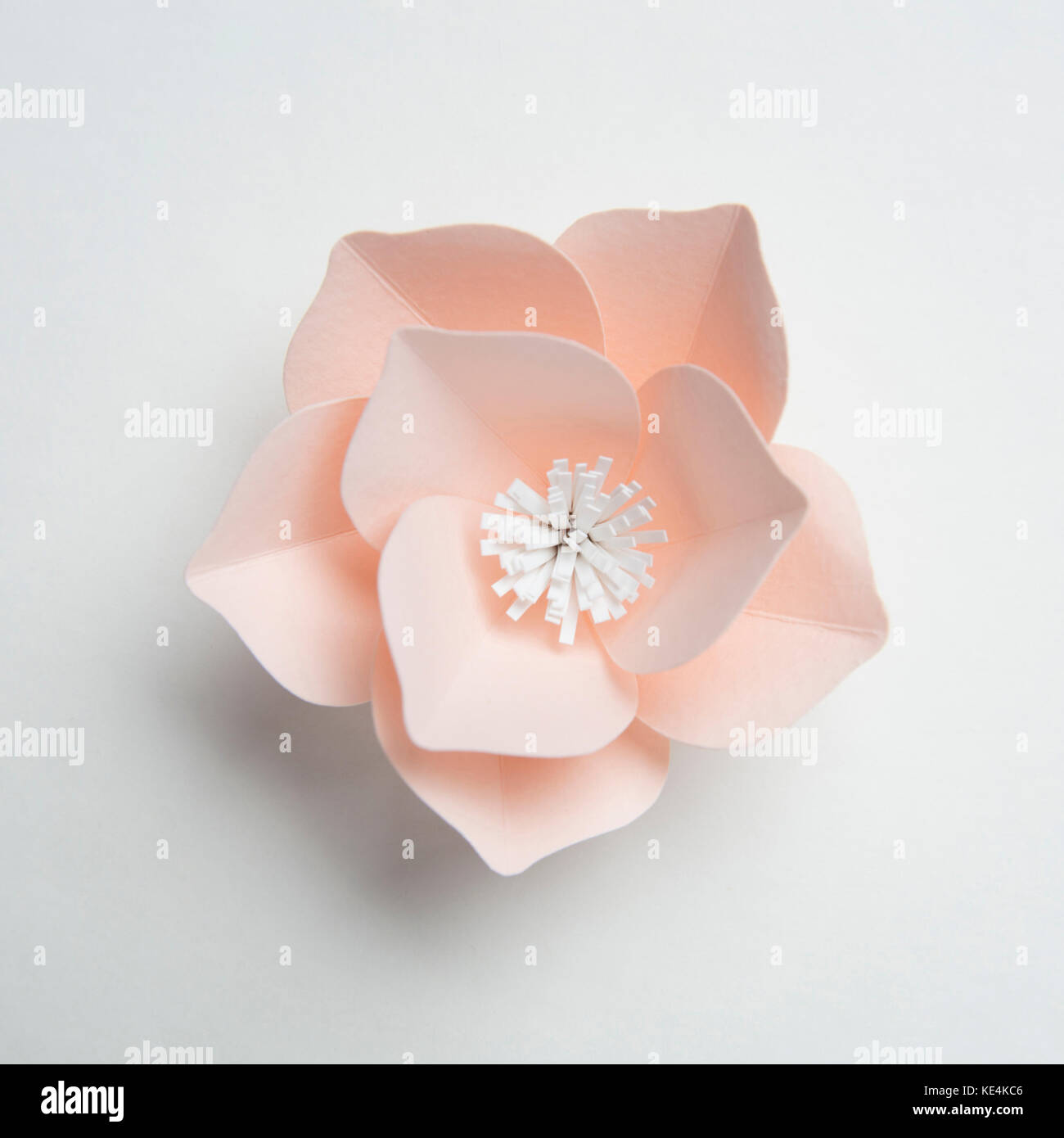 One pink flower, paper artwork Stock Photo - Alamy