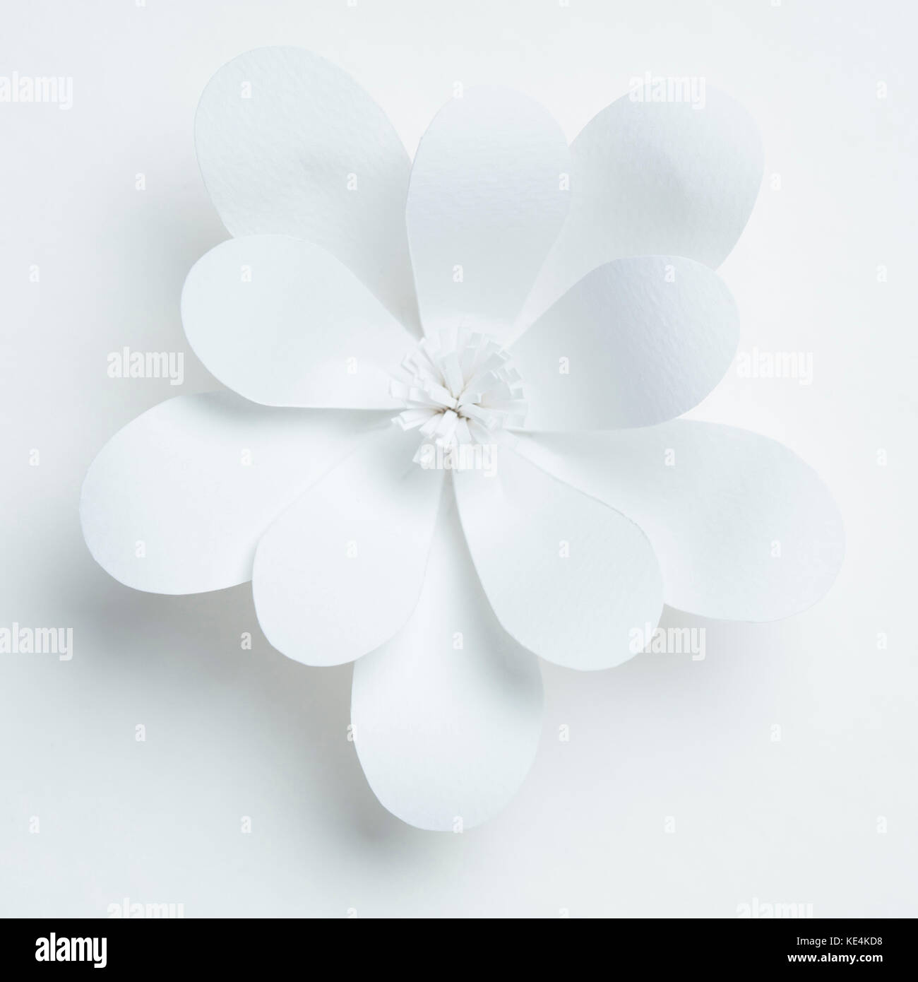 One white flower, paper artwork Stock Photo - Alamy