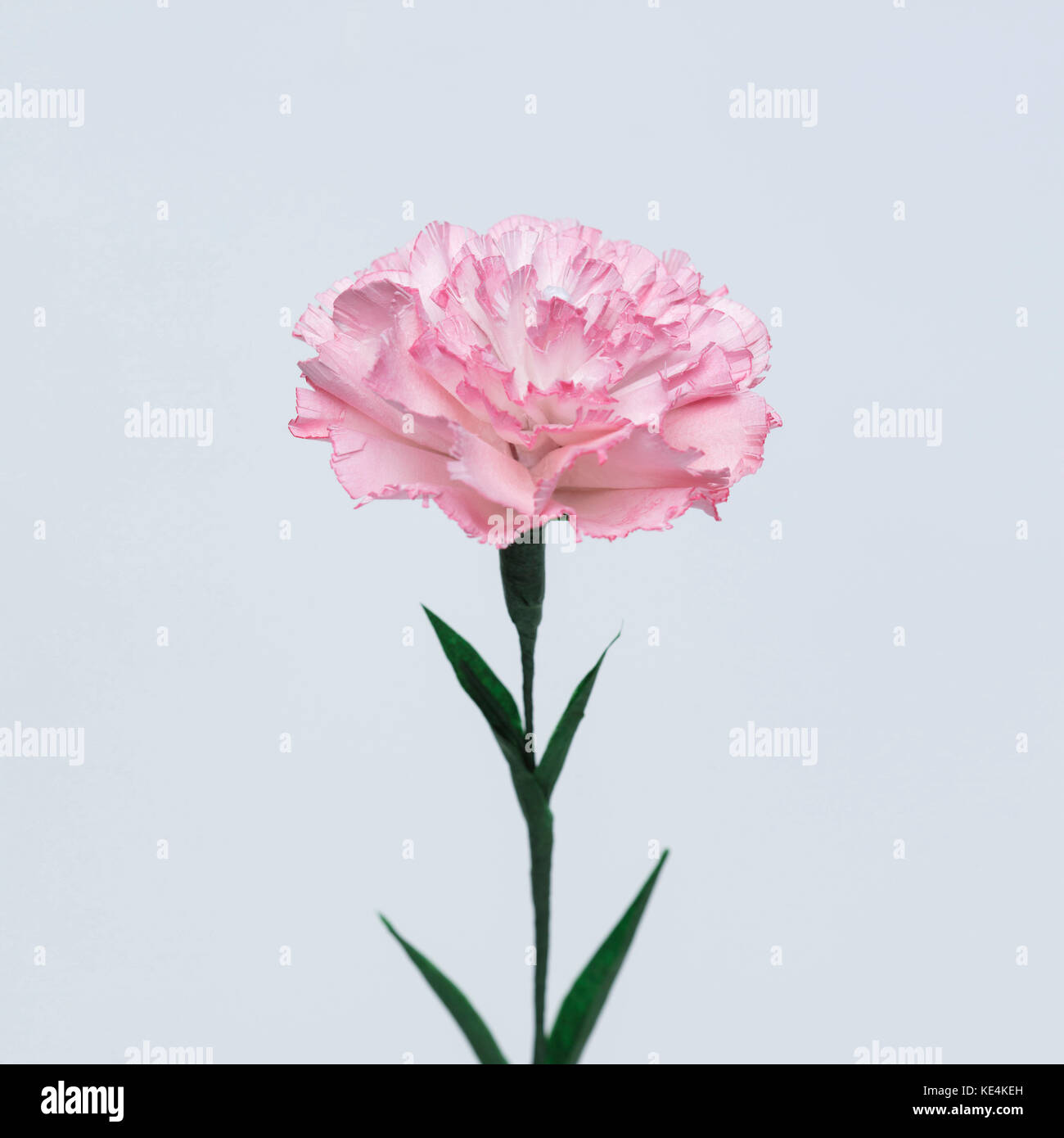 One pink carnation, paper artwork Stock Photo - Alamy