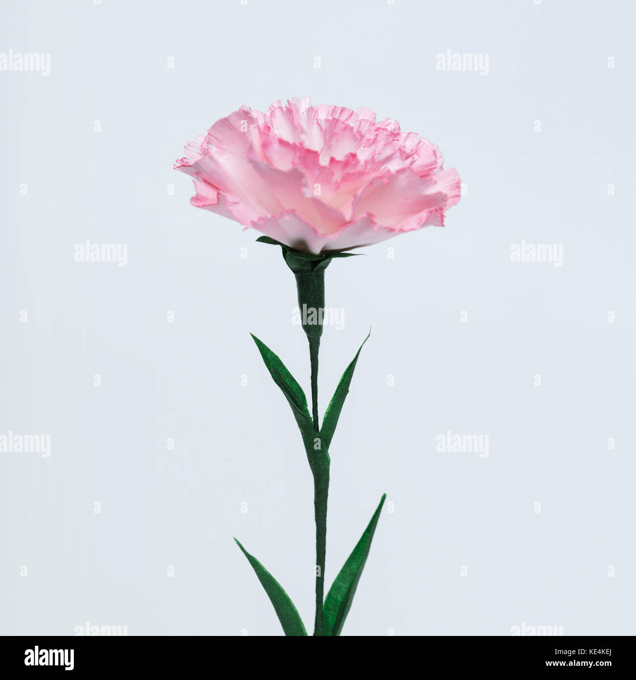 Carnation texture hi-res stock photography and images - Alamy