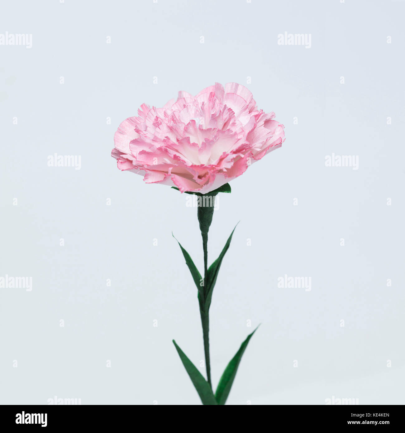 Carnation texture hi-res stock photography and images - Alamy