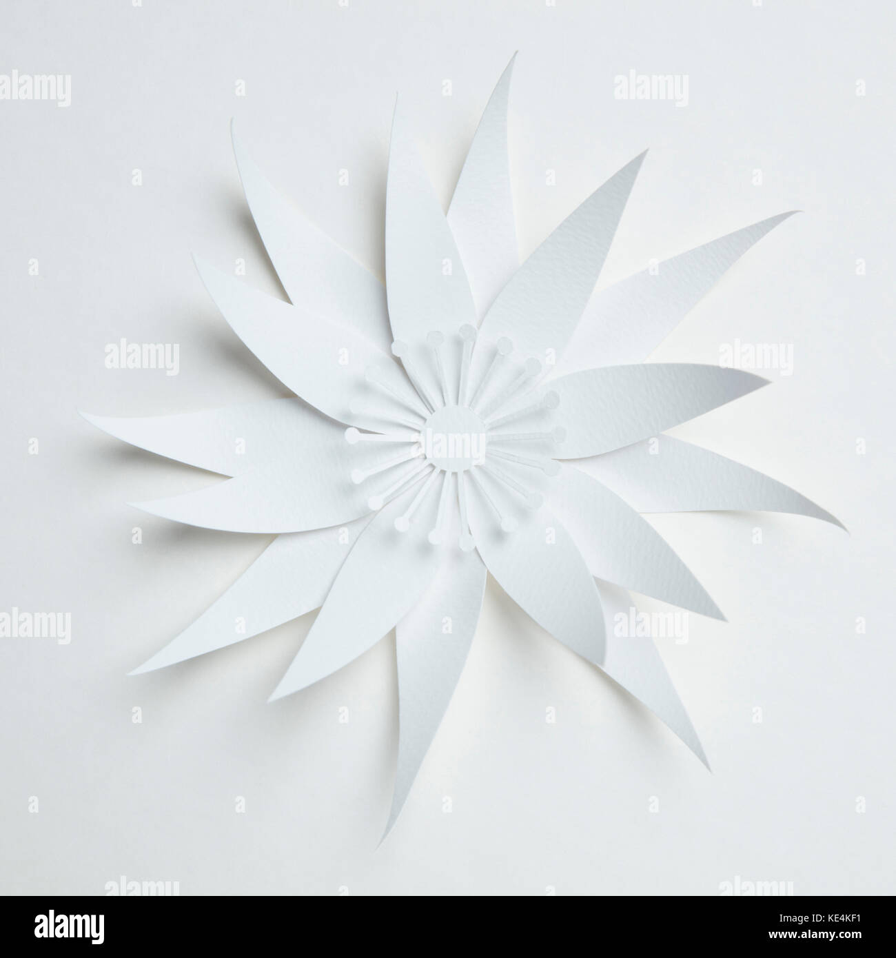One white flower, paper artwork Stock Photo - Alamy