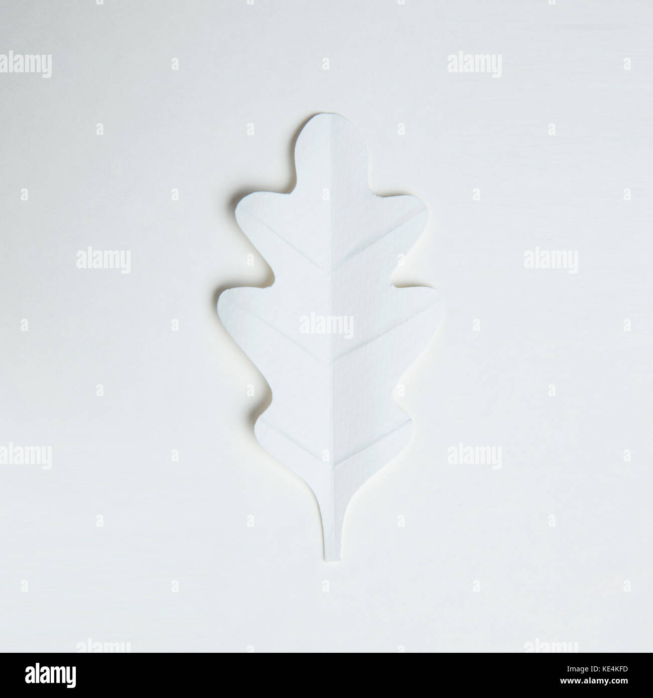 White leaf hi-res stock photography and images - Alamy