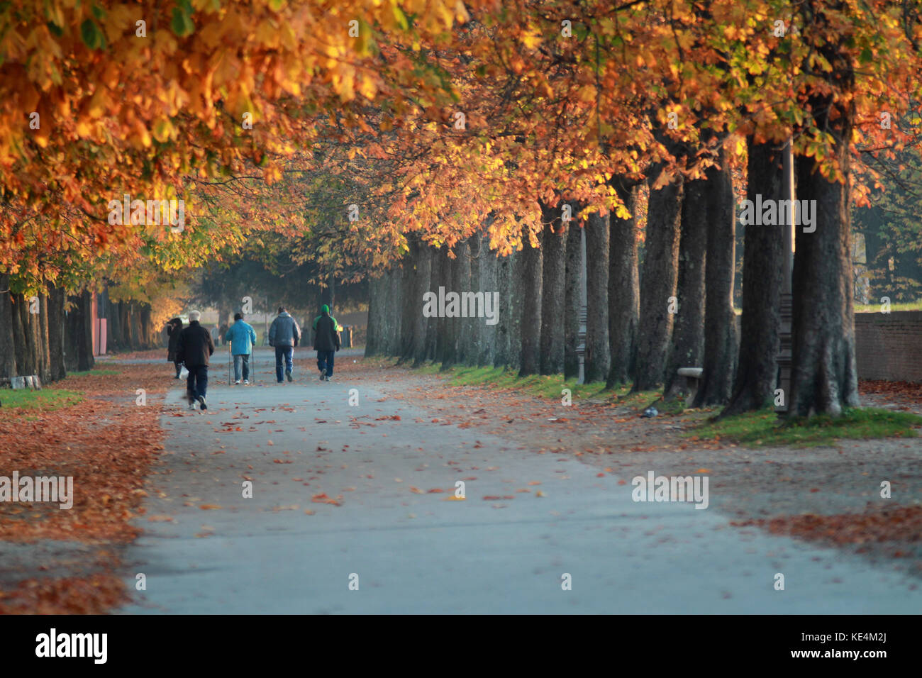 autumn leaves in Lucca - Italy Stock Photo - Alamy