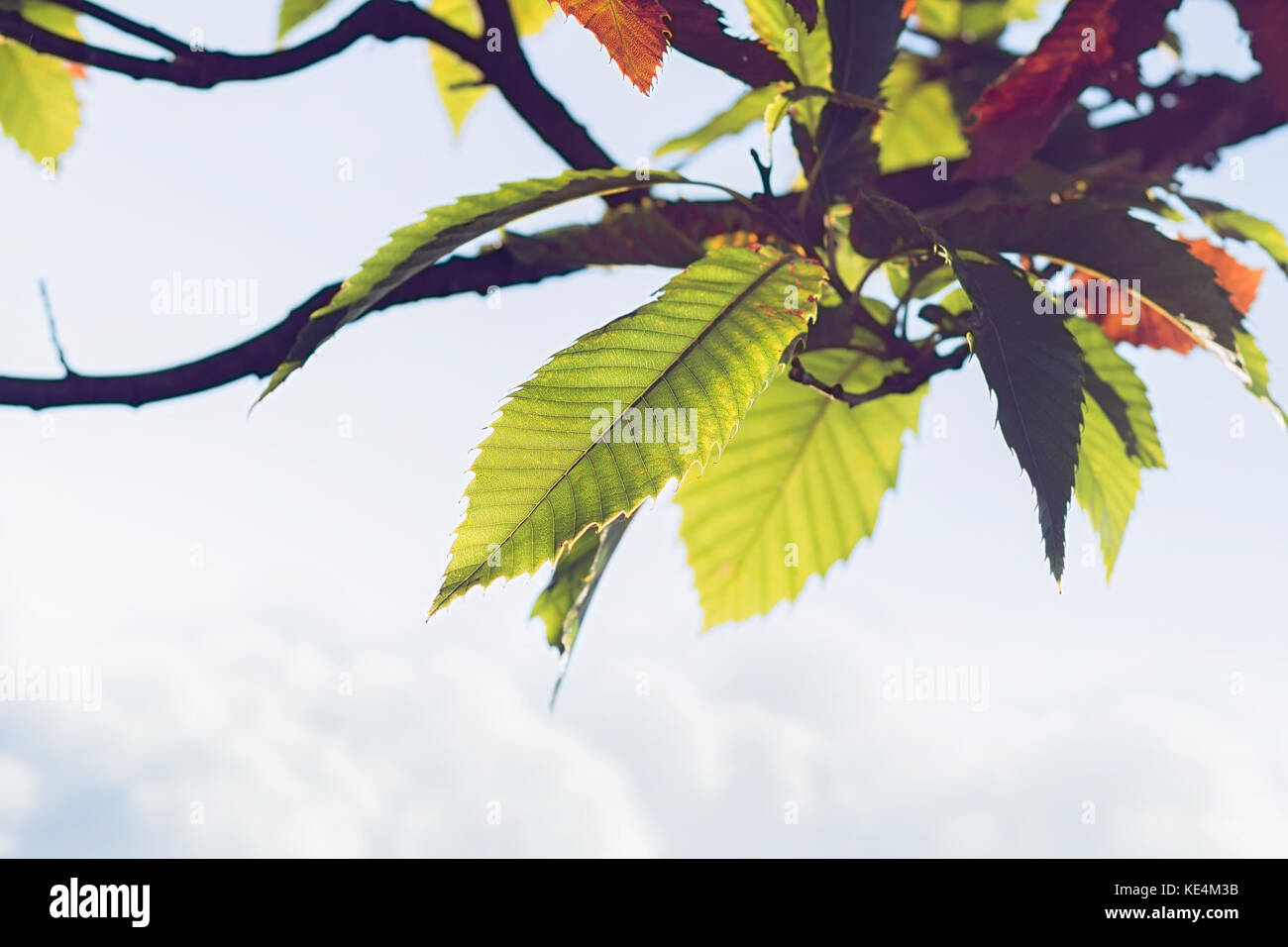 Green leaves backlight from sun and white clouds in the background ...