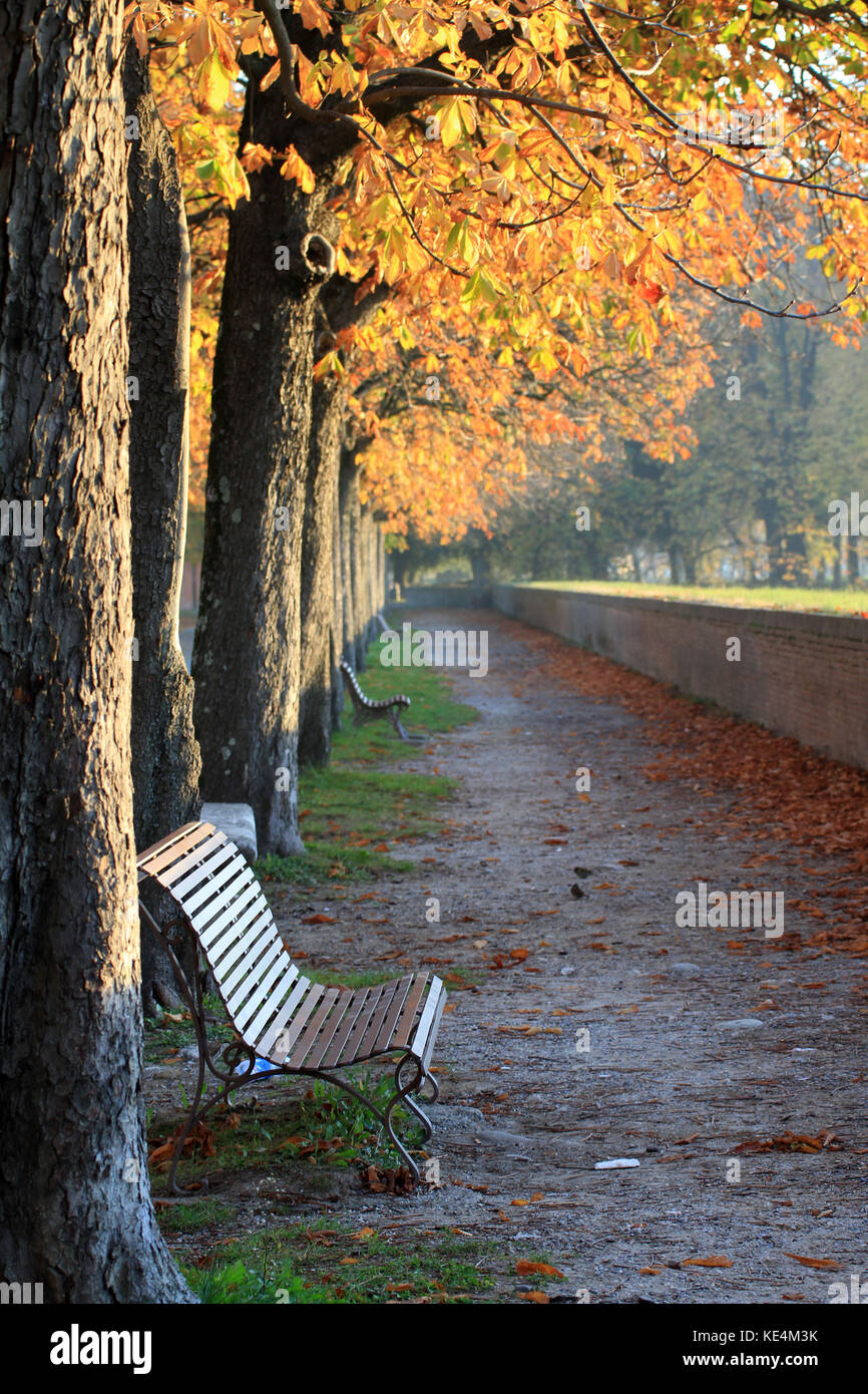 autumn leaves in Lucca - Italy Stock Photo - Alamy