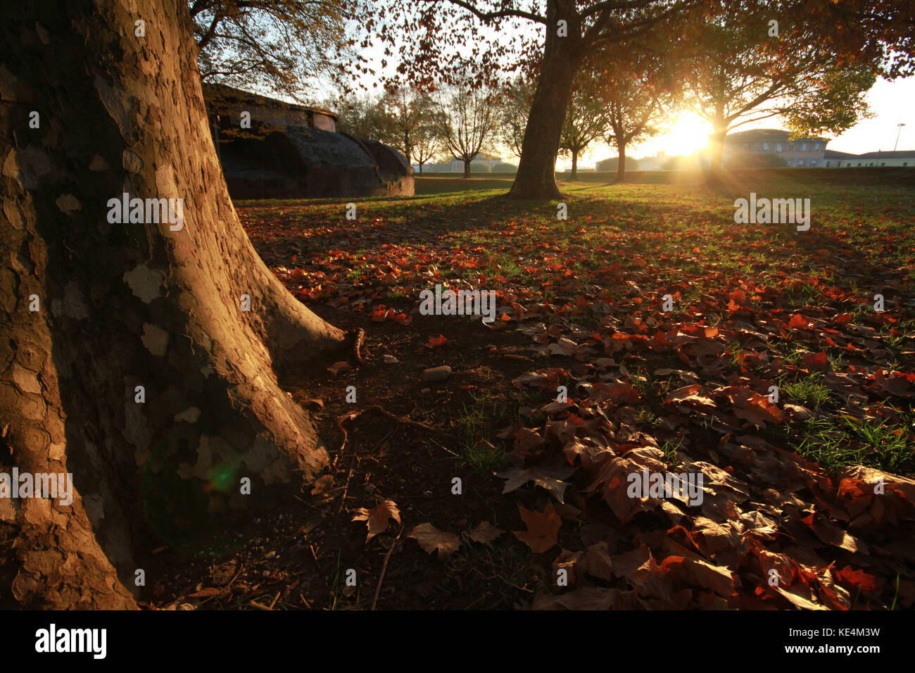 autumn leaves in Lucca - Italy Stock Photo - Alamy