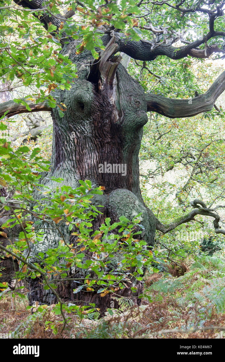 oak trees in Sherwood Forest Stock Photo - Alamy