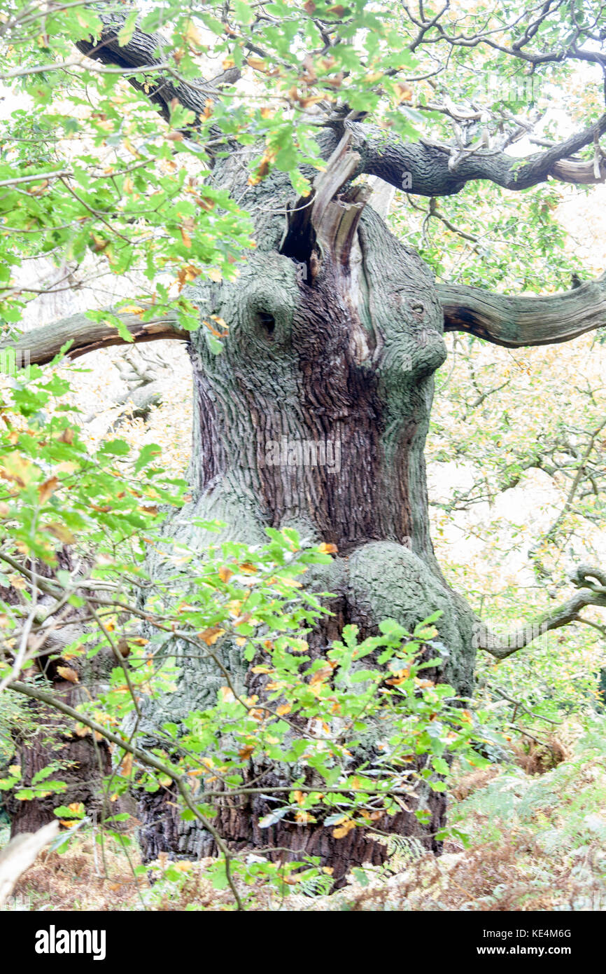 oak trees in SHerwood Forest Stock Photo - Alamy