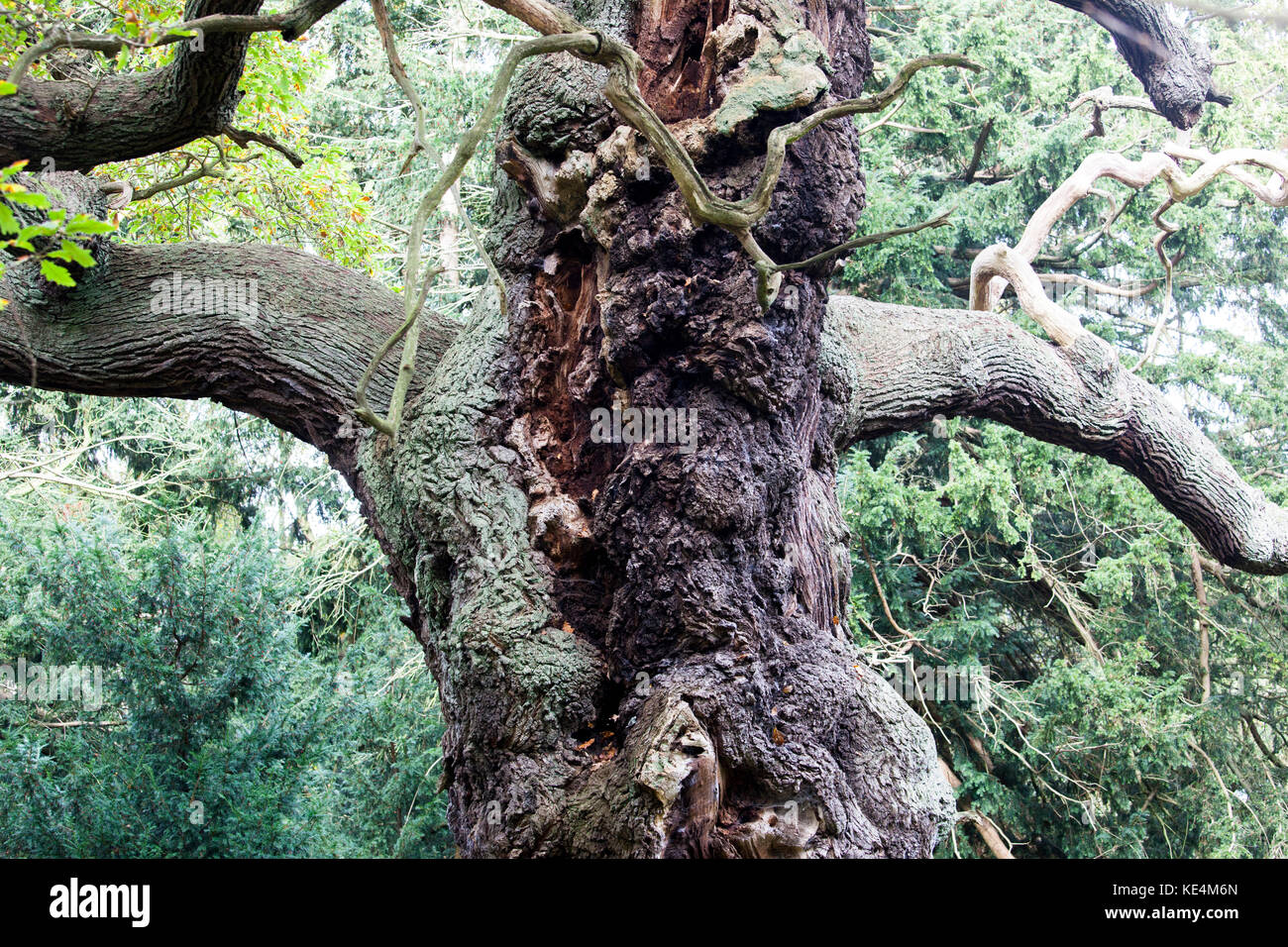 oak trees in SHerwood Forest Stock Photo - Alamy
