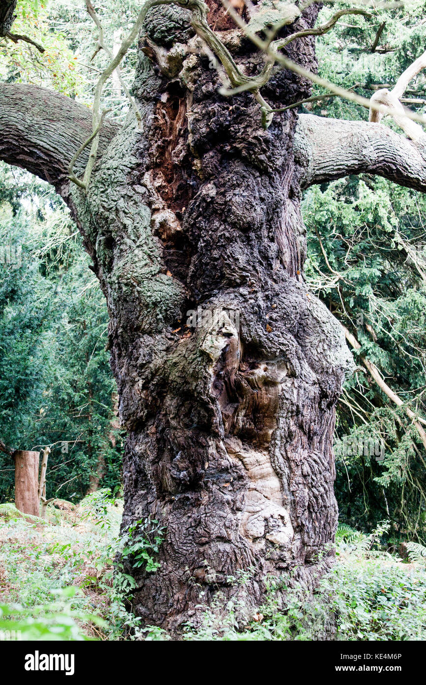 oak trees in SHerwood Forest Stock Photo - Alamy