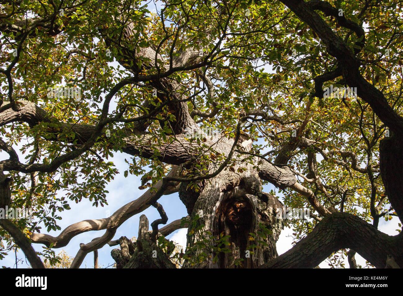 oak trees in SHerwood Forest Stock Photo - Alamy
