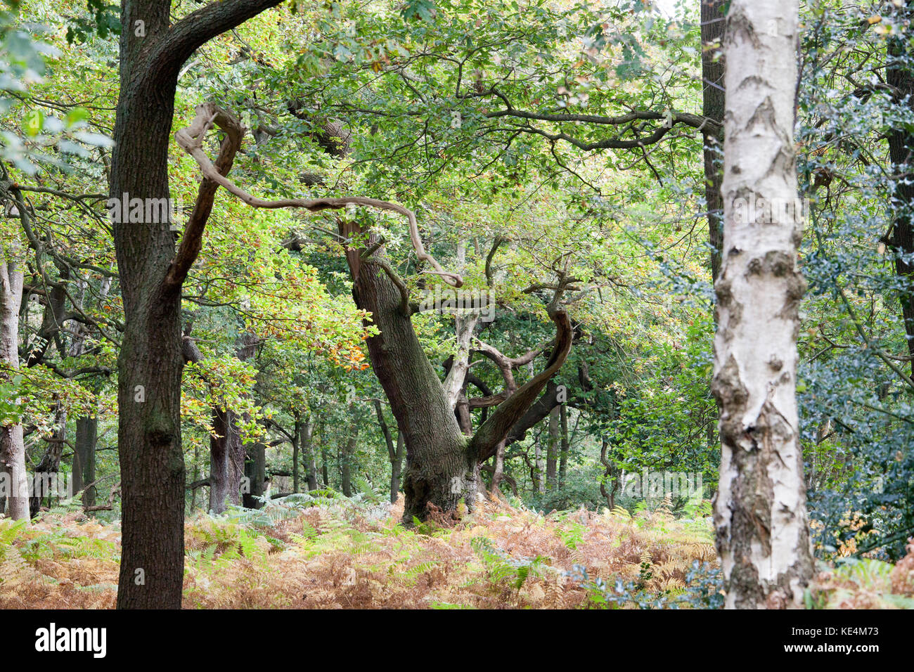 oak trees in SHerwood Forest Stock Photo - Alamy